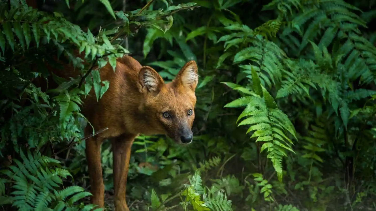 Endangered Dholes Spotted at Mondulkiri Wildlife Conservancy - Save the ...